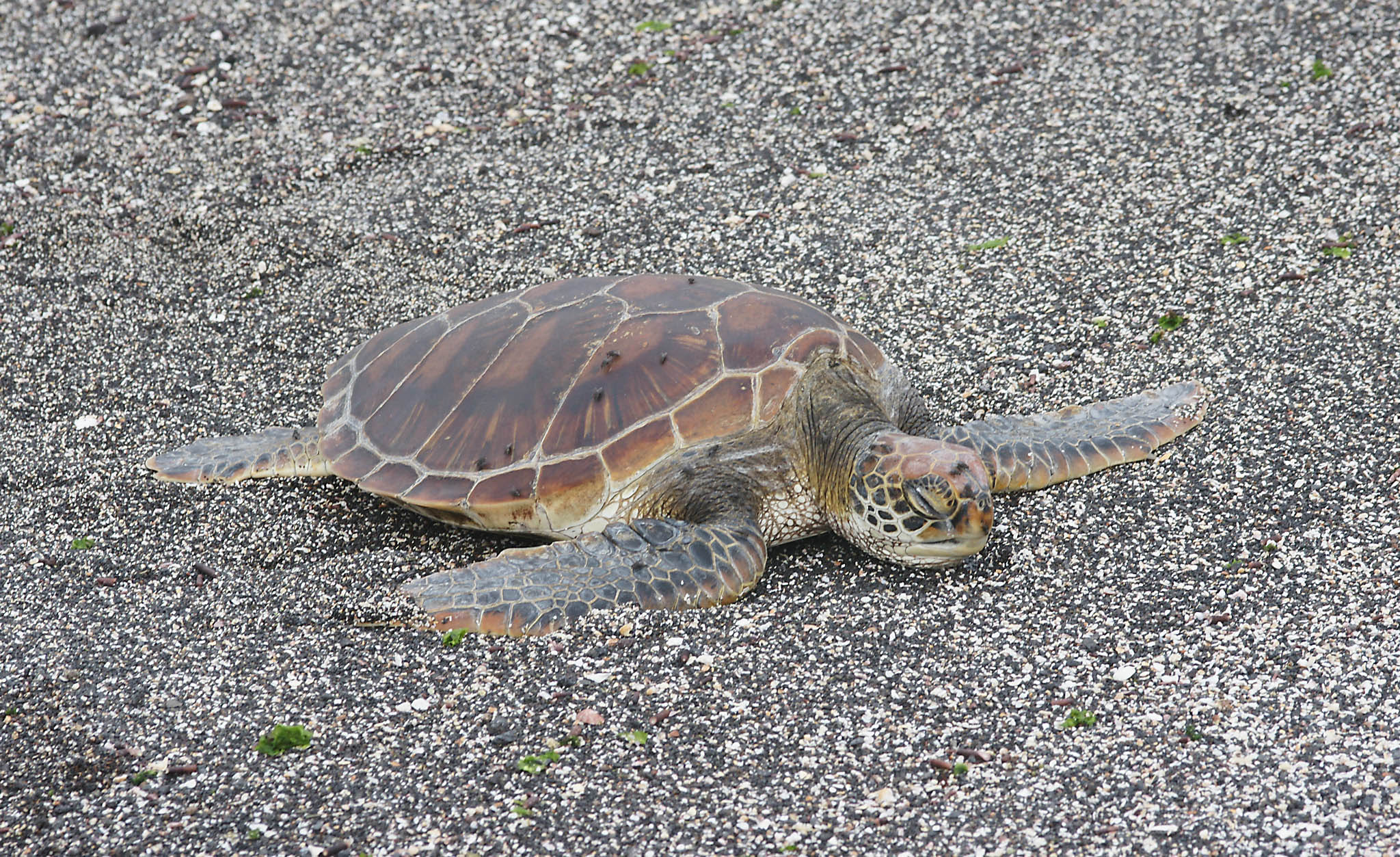 Sea Turtles and their habitats within the Galapagos marine reserve ...