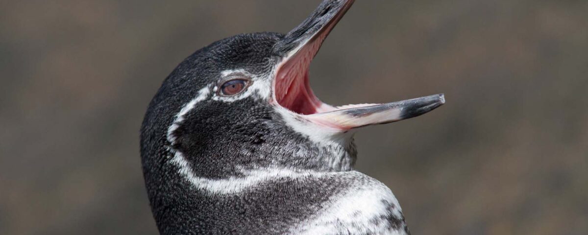 Invasive Species and Climate Change Threaten Galápagos Penguins ...