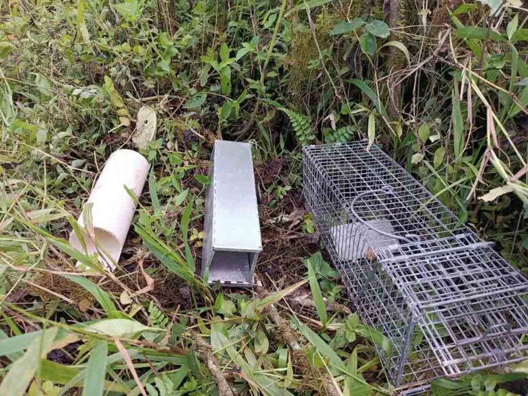 In Search of the Endemic Rodents of Santa Cruz, Santiago, and San ...