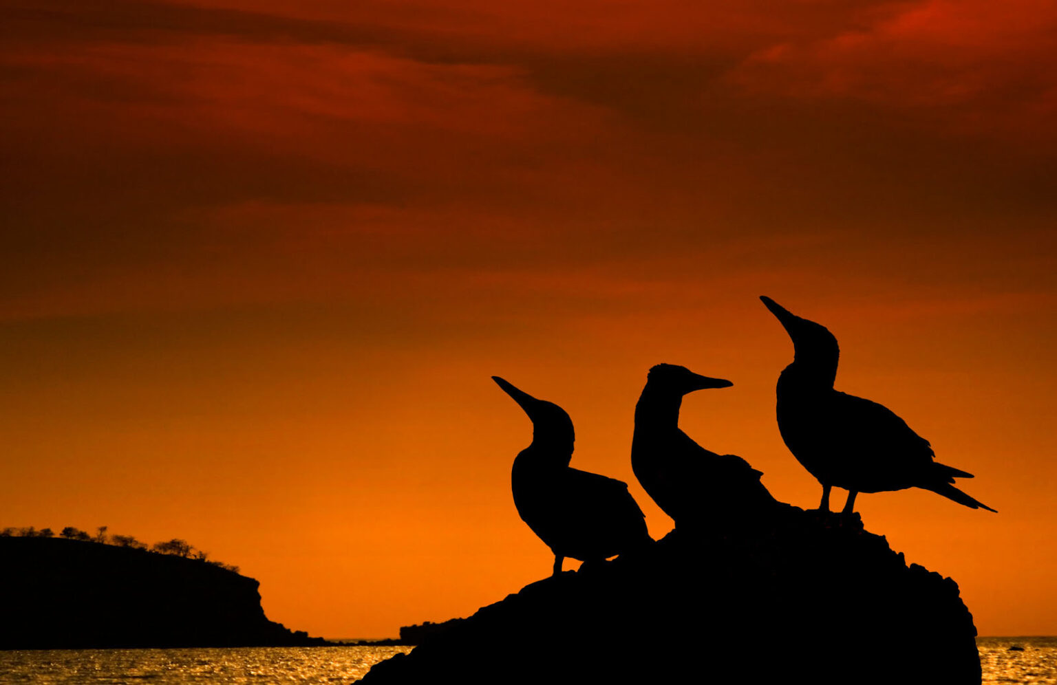 The official Galapagos IslandsTravel Guide