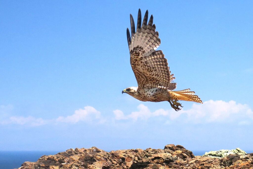 The Galápagos Hawk: A Symbol of Strength and Survival in the Enchanted ...