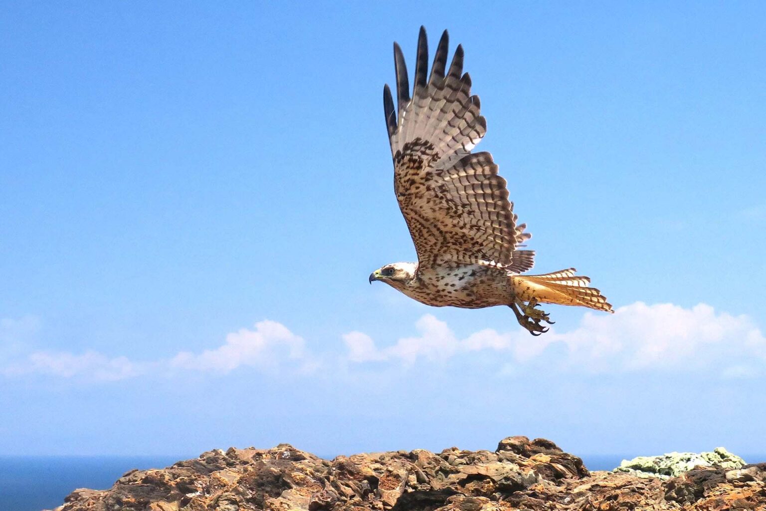 The Galápagos Hawk: A Symbol of Strength and Survival in the Enchanted ...