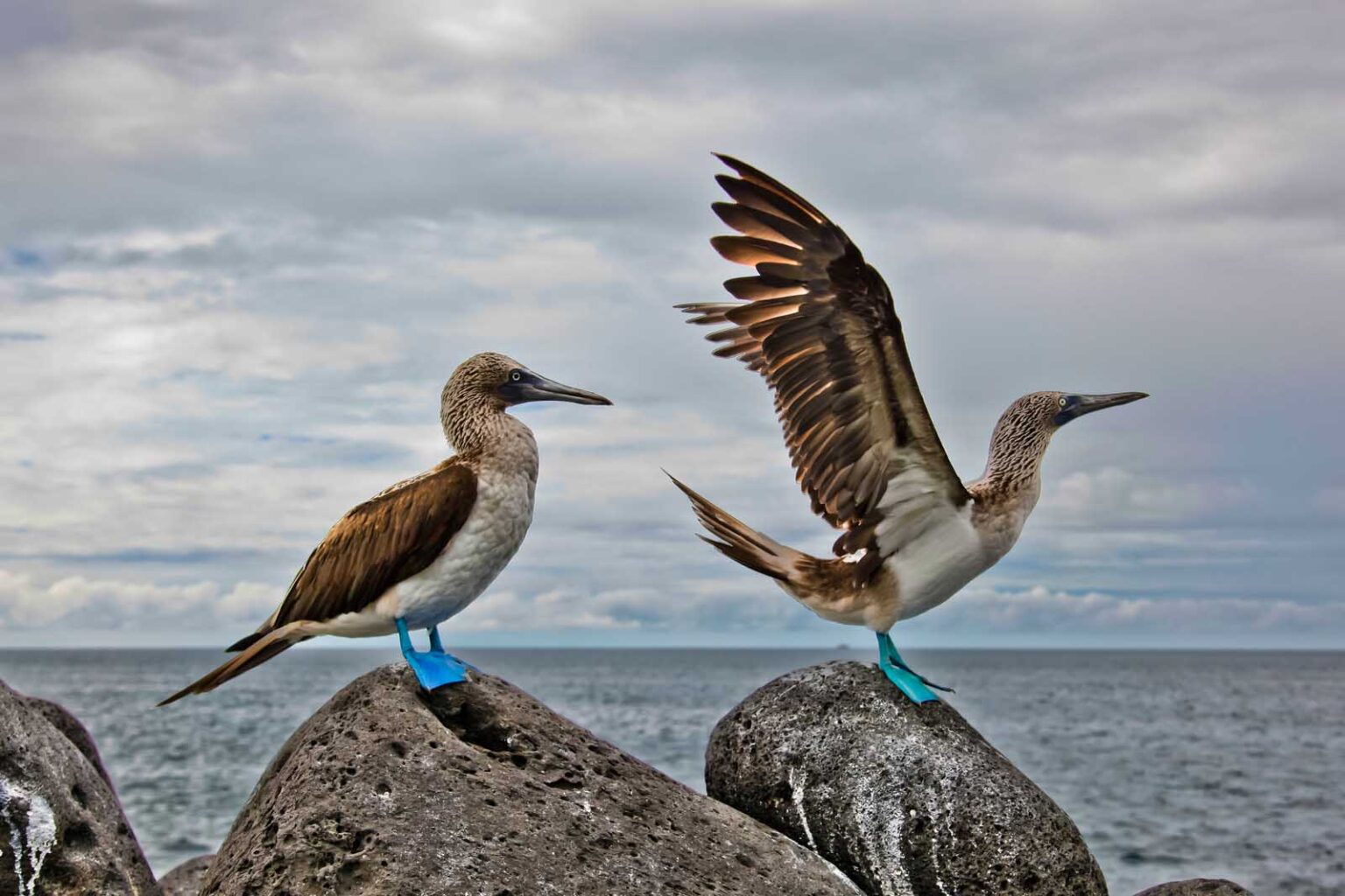 Galapagos Birds - Galapagos Islands Travel
