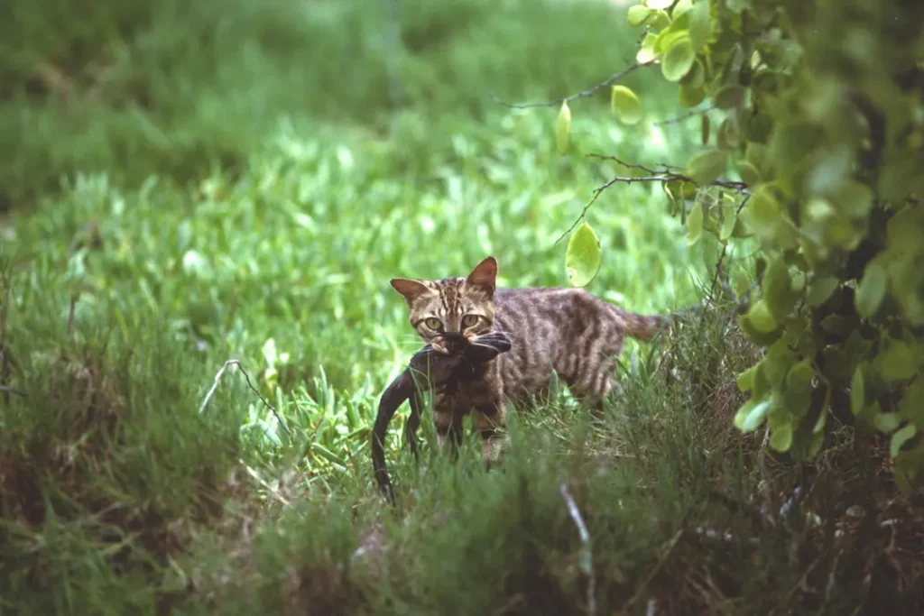 Invasive Species: The Silent Threat Endangering the Galápagos ...