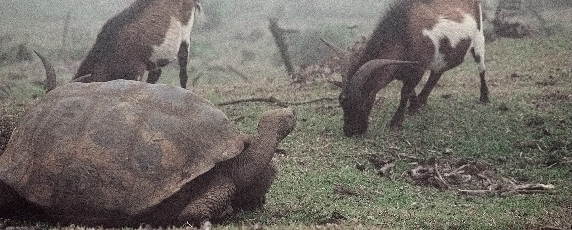 New Study Confirms the Genetic Diversity of Galápagos Giant Tortoises ...