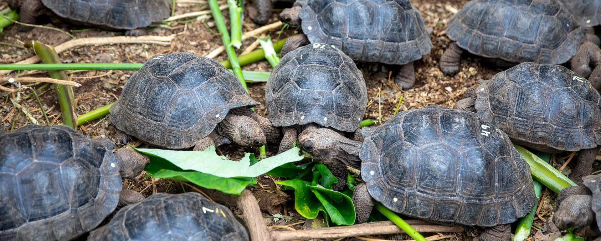Cradles of Hope: The Legacy of Giant Tortoise Breeding Centers in ...